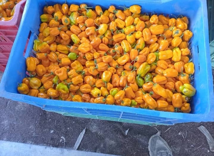 Du Piment disponible à 3000F/Kg à Dakar - BayKat