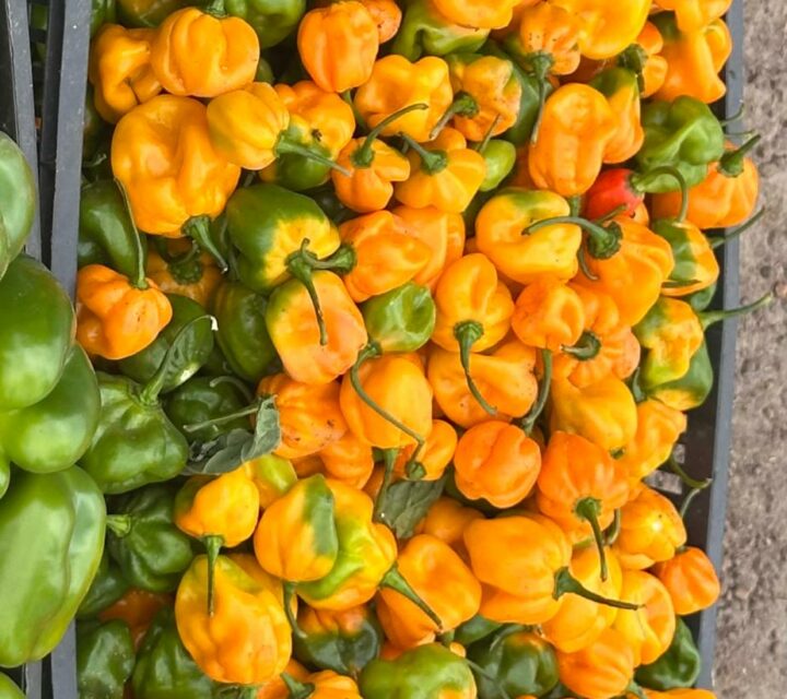 PIMENT GOANA disponible à 1000F/Kg - BayKat