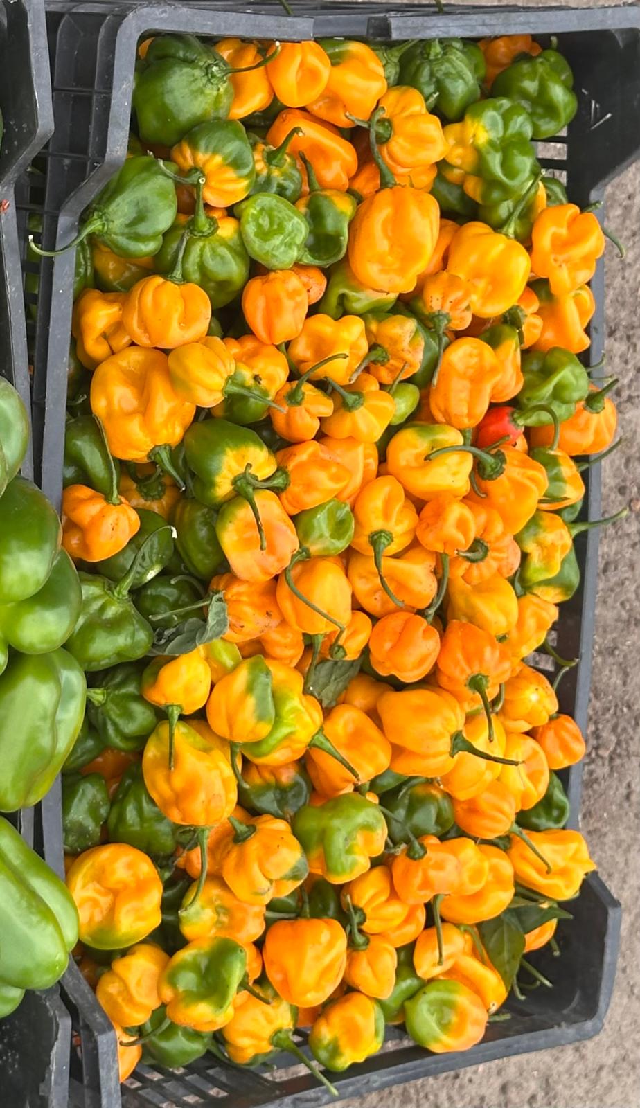PIMENT GOANA disponible à 1000F/Kg - BayKat