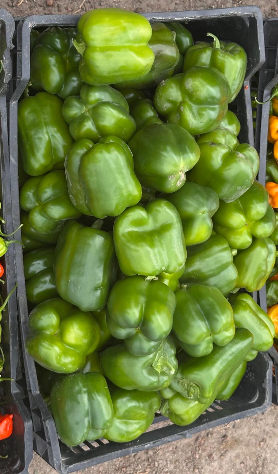 Poivron Vert disponible à 900F/Kg - BayKat