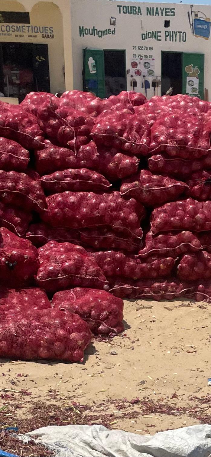 Des Sacs d'oignons disponibles à 4500F/Sac de 25Kg - BayKat