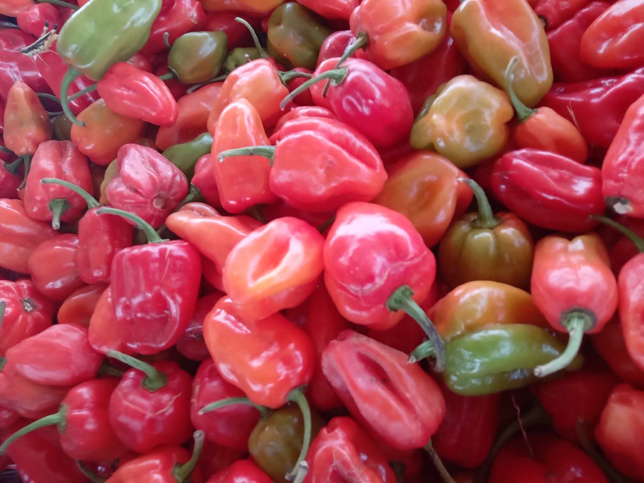 Piments rouge disponibles à 2200F/Kg - BayKat